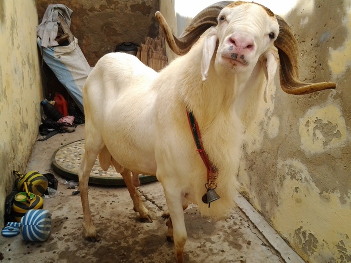 Pour fêter la Tabaski, Cheikh Modou Kara Mbacké a acheté le plus gros ...