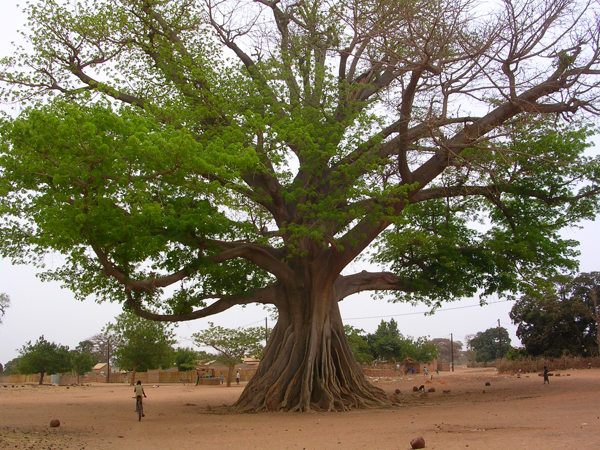 ZIGUINCHOR : Un fromager de 50 m de haut tombe sur une maison, plus de ...