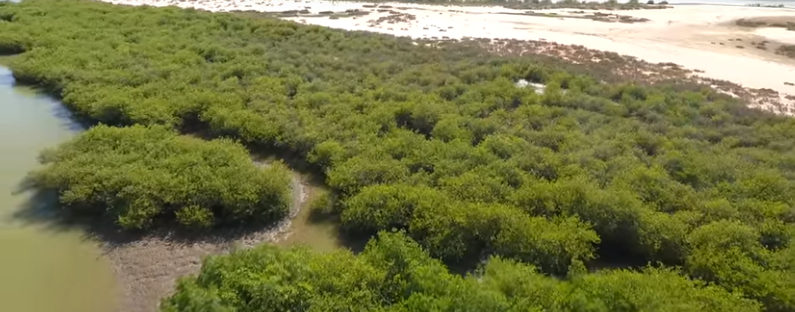 Top 5 des plus belles mangroves de Saint-Louis