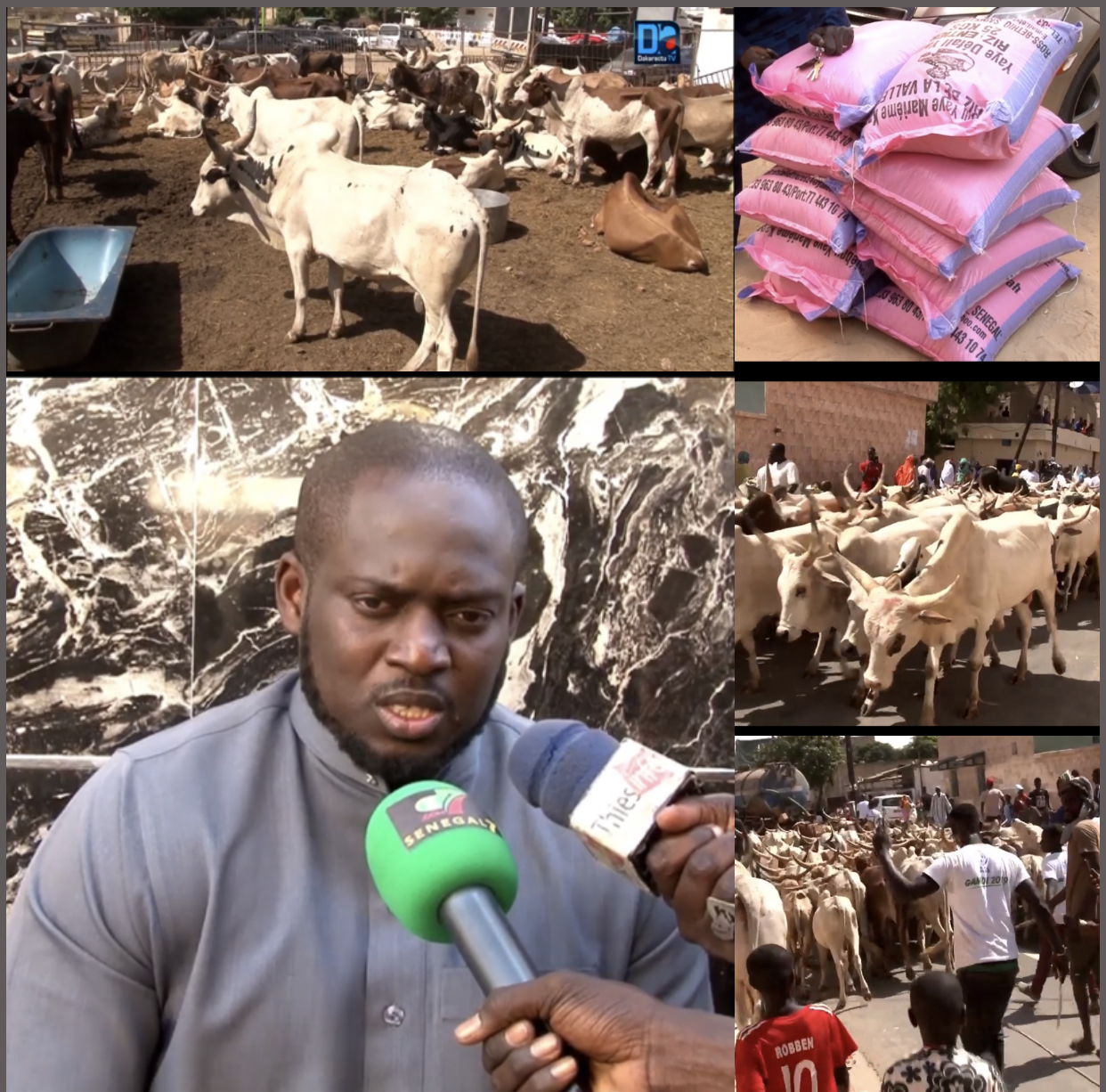 Maouloud 2019 : Abdou Aziz Ndiaye convoie des bœufs pour un bon Gamou ...