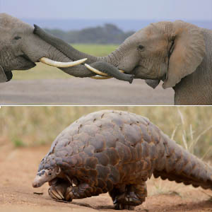 Braconnage en Afrique : une menace pèse sur les éléphants et les pangolins.