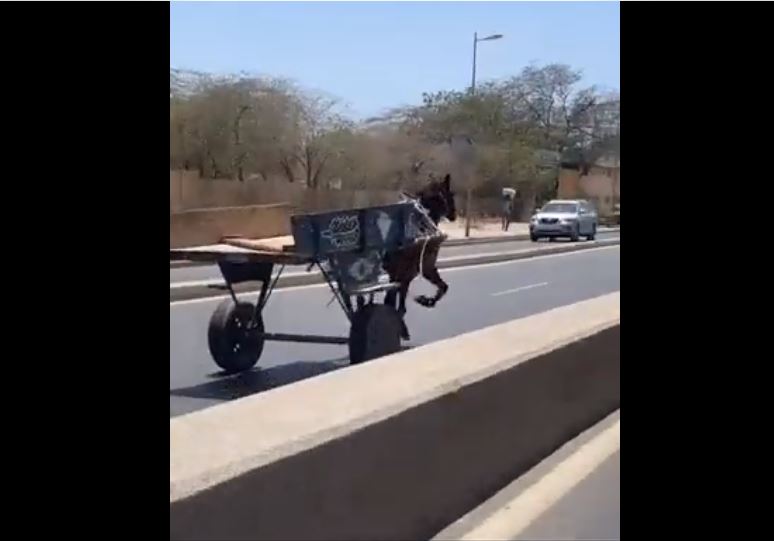 Cheval agressif dans Dakar : Le vétérinaire Cheikh Alioune Konaté ...