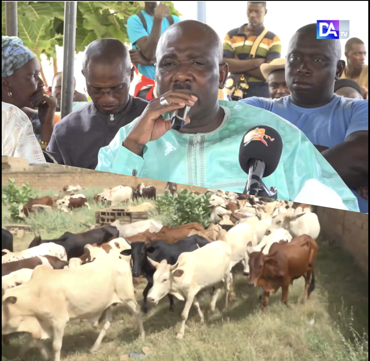 Mawlid 2022 : Farba Ngom dote 240 boeufs et près de 20 millions aux ...