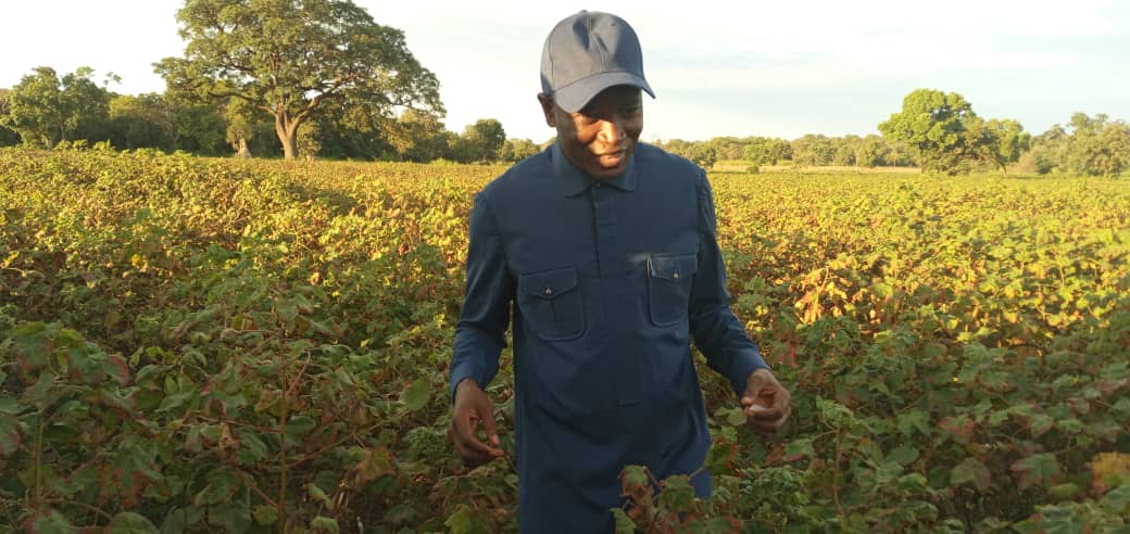 KOLDA : les producteurs du village champion du coton, Wadiyatoulaye ...