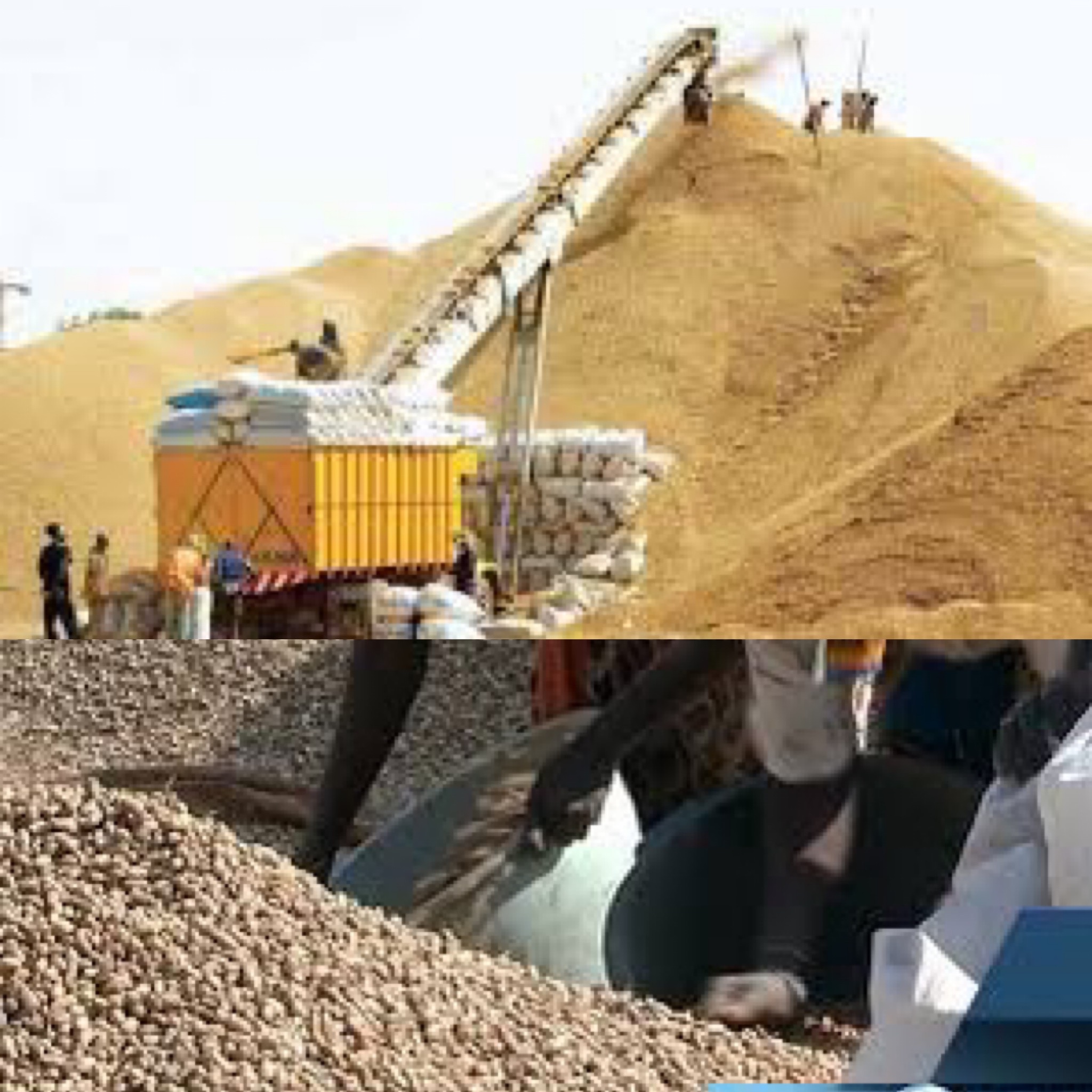 Kaolack / Campagne de commercialisation de l'arachide : La fédération nationale des opérateurs ...