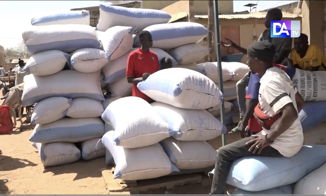 (REPORTAGE) TOUBA - Prix du kilo d’arachide fixé à 275 francs. Qu’en ...