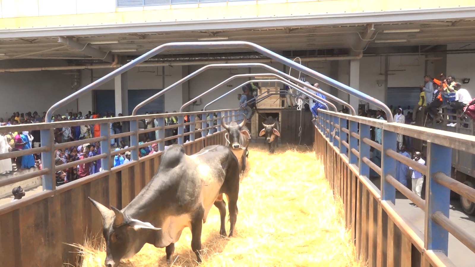 Autosuffisance en Viande : Le député et président de l'Union nationale ...