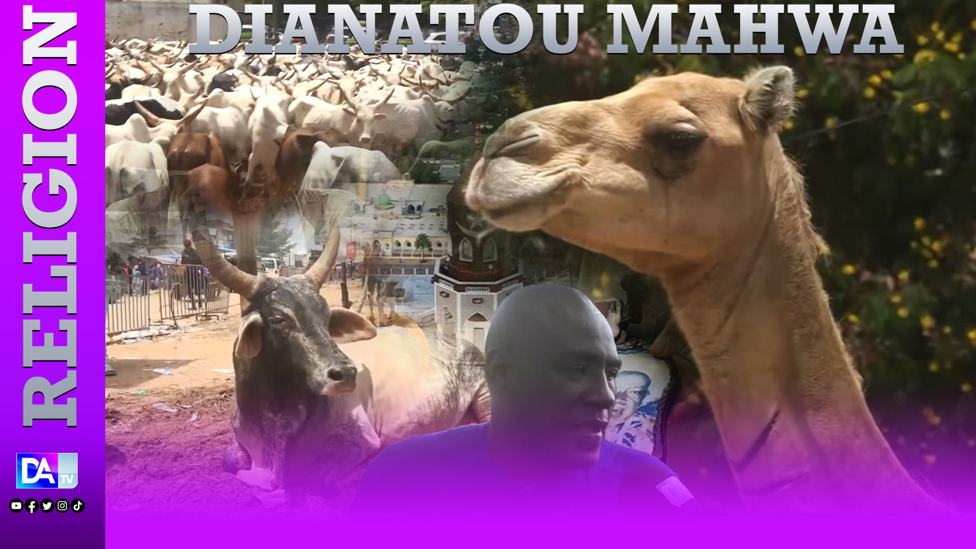 Troupeaux de bœufs et Thiant à Janatou : Serigne Saliou Thioune, le ...