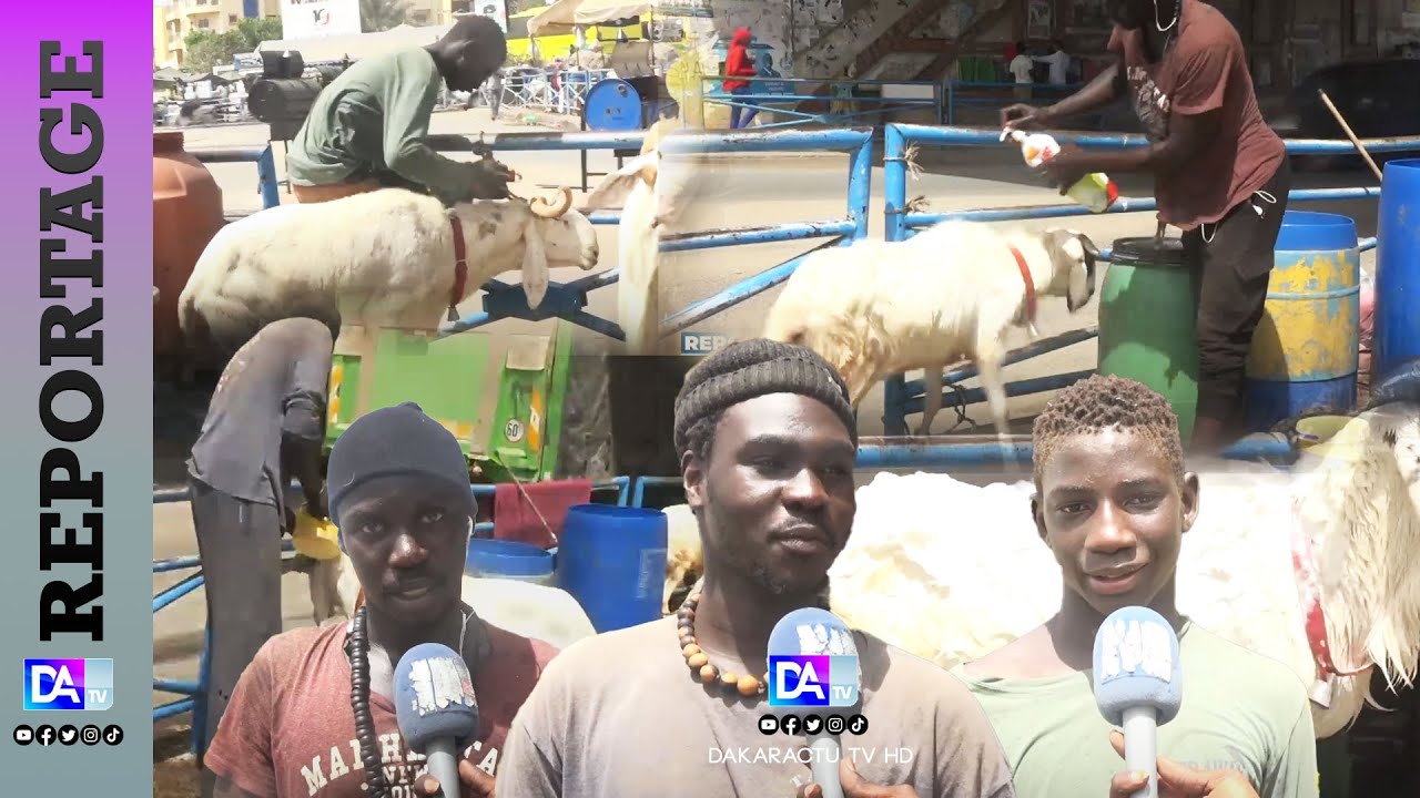 Tabaski 2024: Les laveurs de moutons se frottent les mains