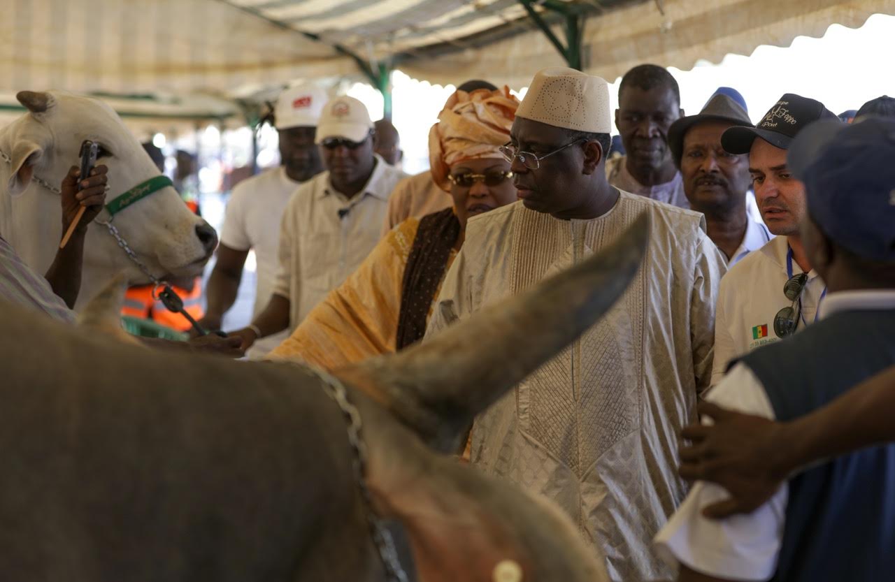 JOURNEE DE L'ELEVAGE A KOUNGHEUL : Le milliardaire Baba Diao présente ...