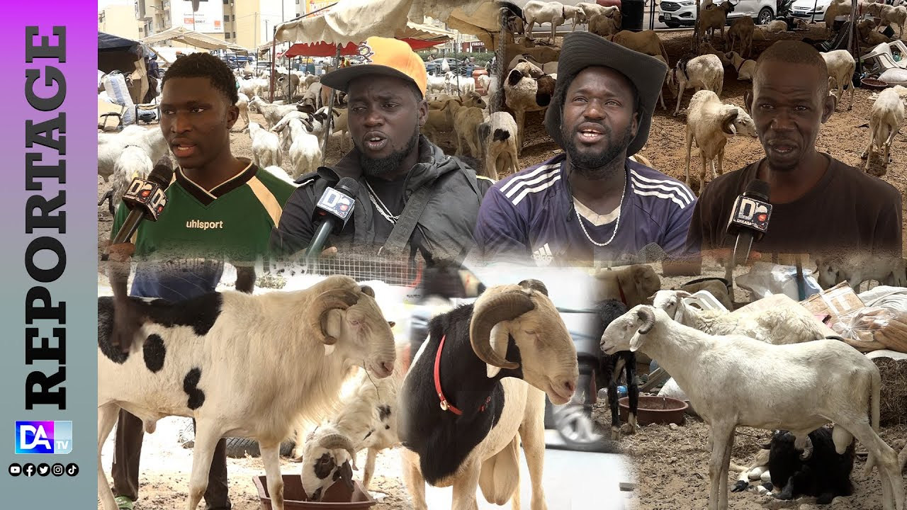 Tabaski 2025 : Entre qualité du cheptel, diversité des prix à partir de ...