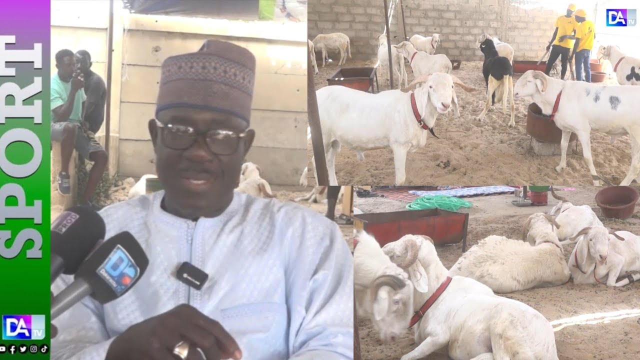 Khadim Samb révèle ses relations avec les moutons « Khar bougn rindi ...