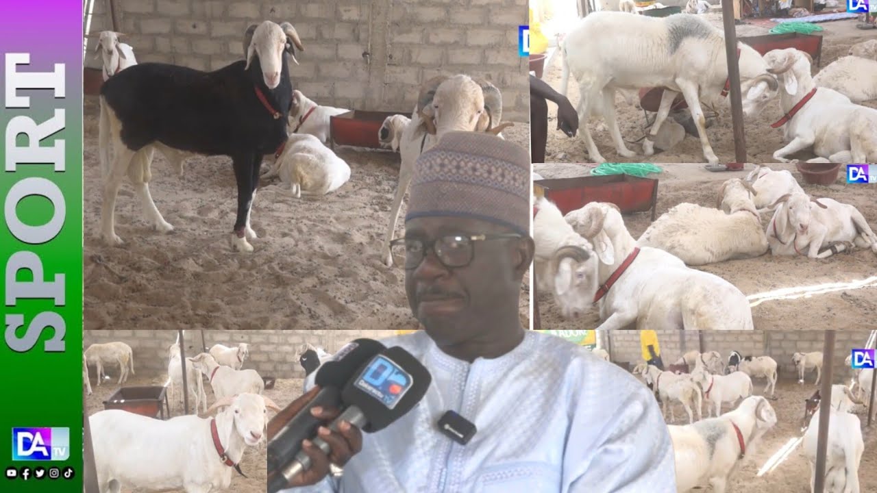 Bergerie Khadim Samb - Le communicateur révèle son immense trésor au public « khar mom defal lépp…